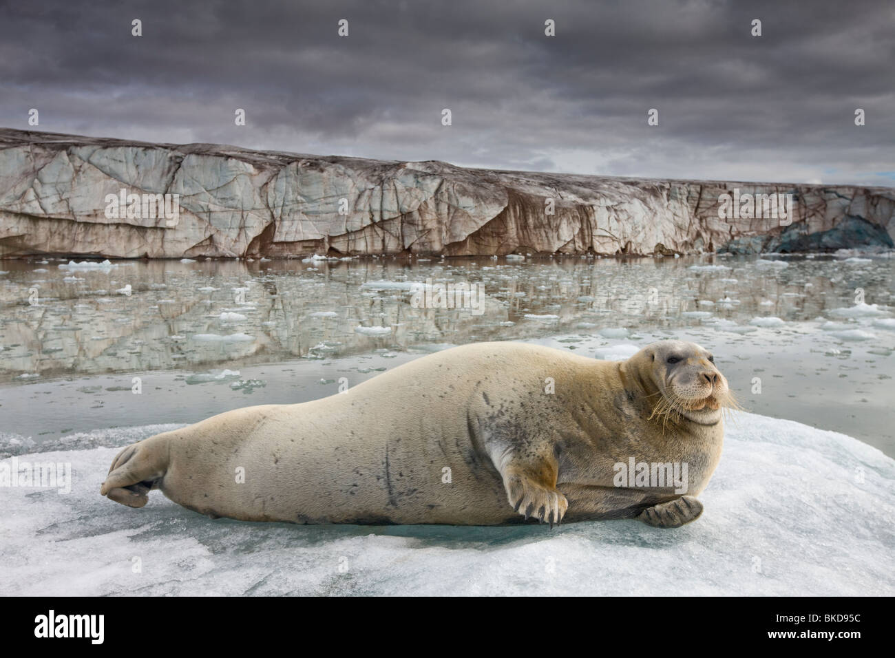 Norway Svalbard Spitsbergen Island Bearded Seal Erignathus Barbatus