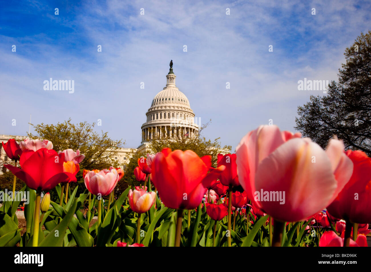 Tulip in front of building hi-res stock photography and images - Alamy