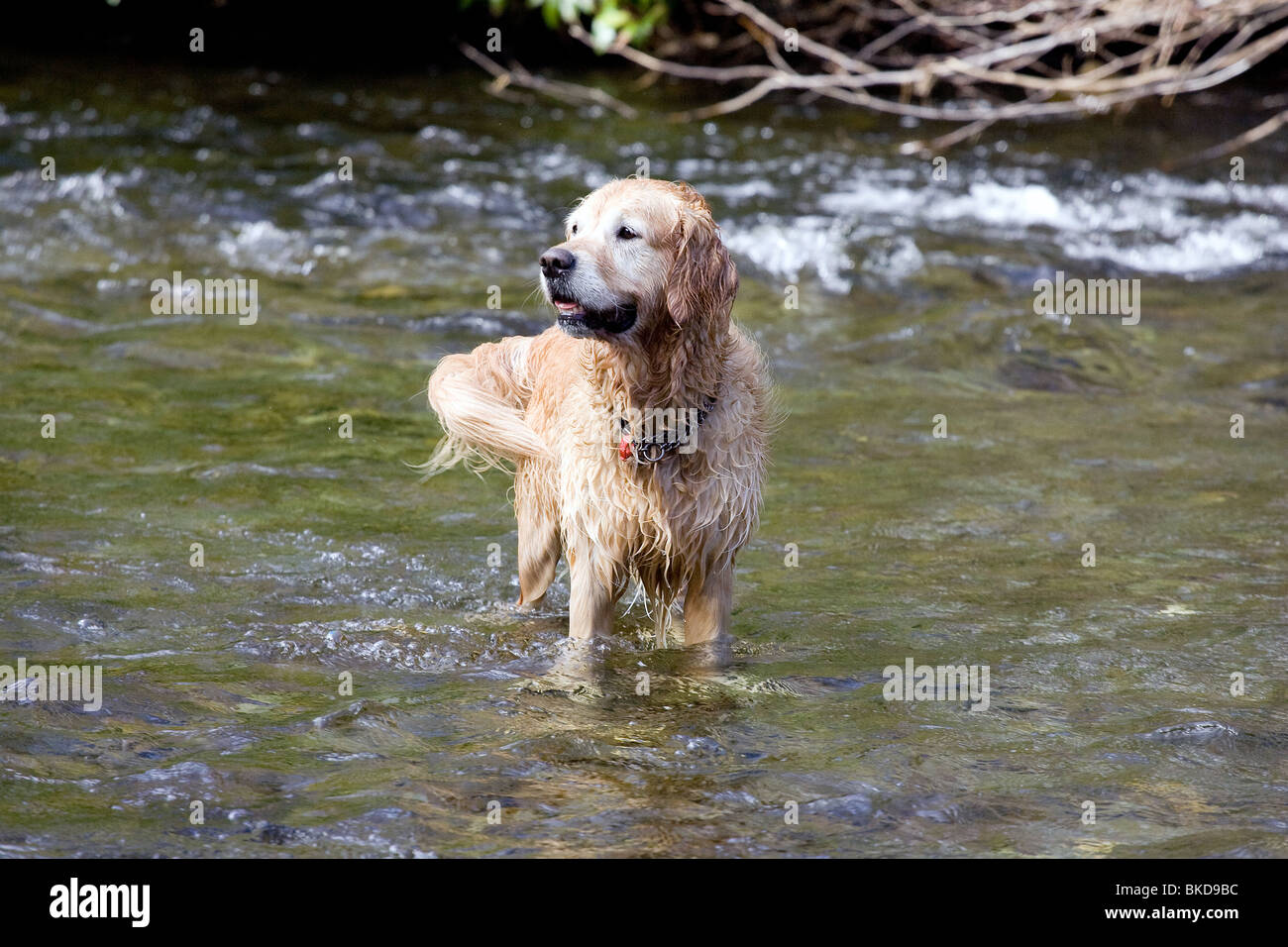 Wet Dog Standing In A River High Resolution Stock Photography and ...