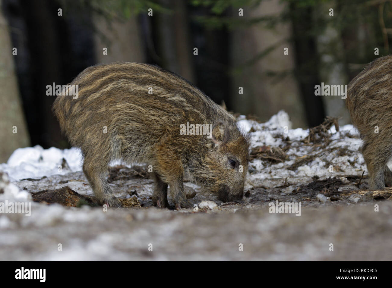 Wildschwein, sus, scrofa, wild, boar Stock Photo - Alamy