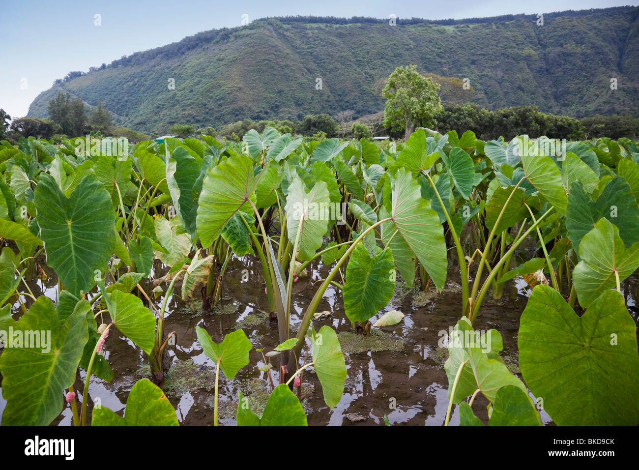 Done valley hi-res stock photography and images - Alamy