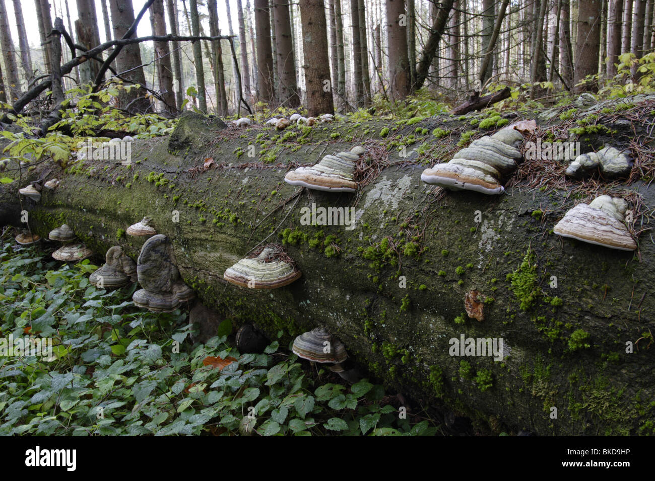 Baum, Baumpilz, Baumpilze, Baumschwamm Stock Photo - Alamy