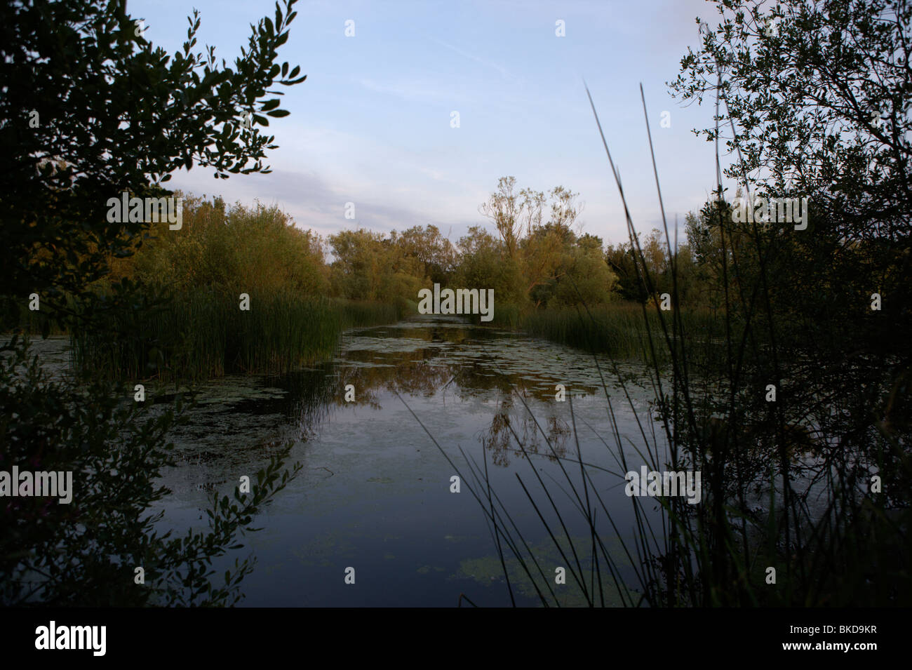 felmersham gravel pits bedfordshire Stock Photo - Alamy