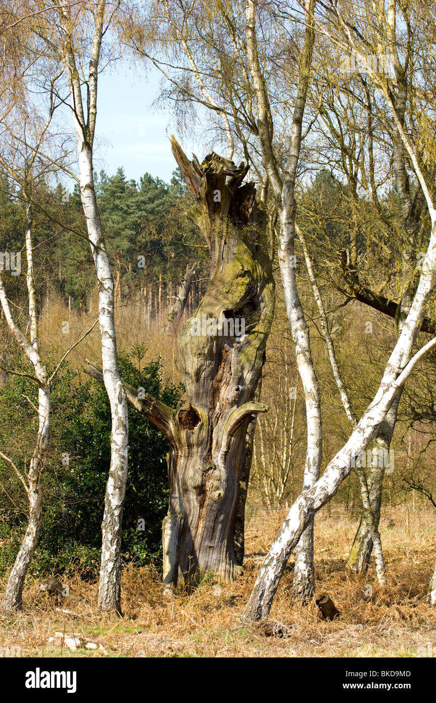 Dead standing oak hi-res stock photography and images - Alamy