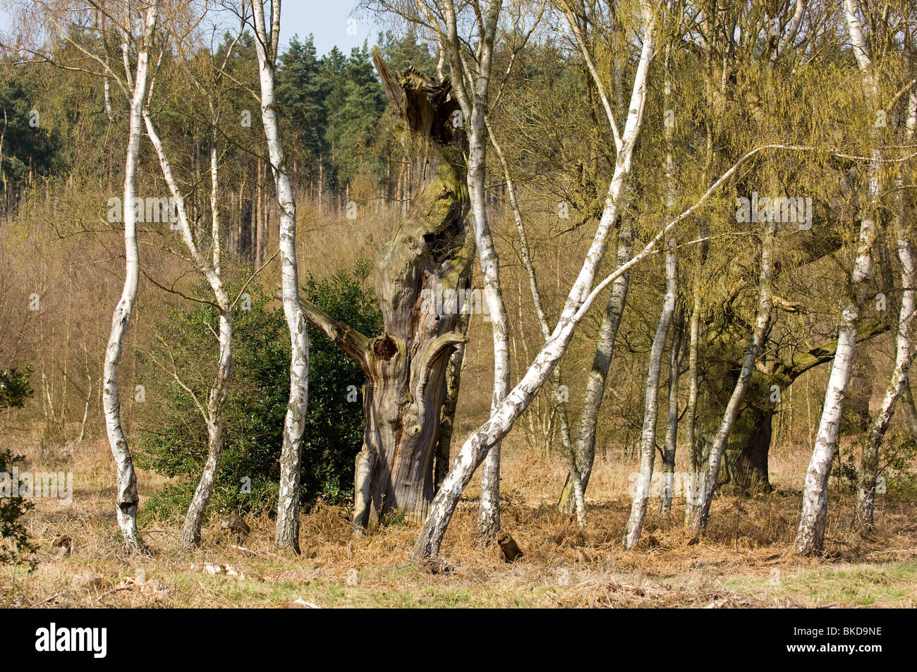 Dead English oak trees standing in Sherwood Forest Stock Photo - Alamy