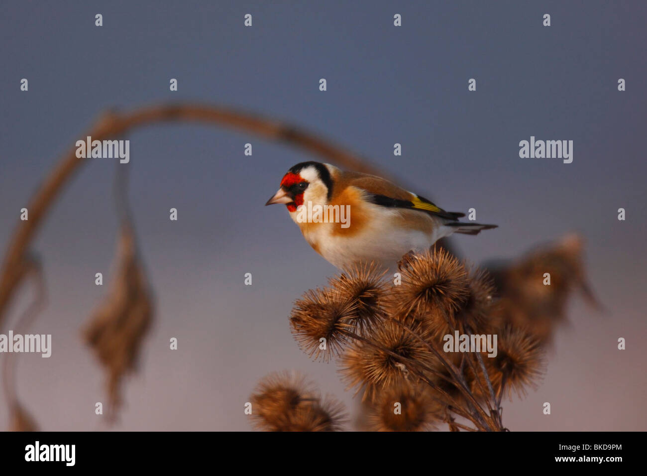 Stieglitz samen hi-res stock photography and images - Alamy