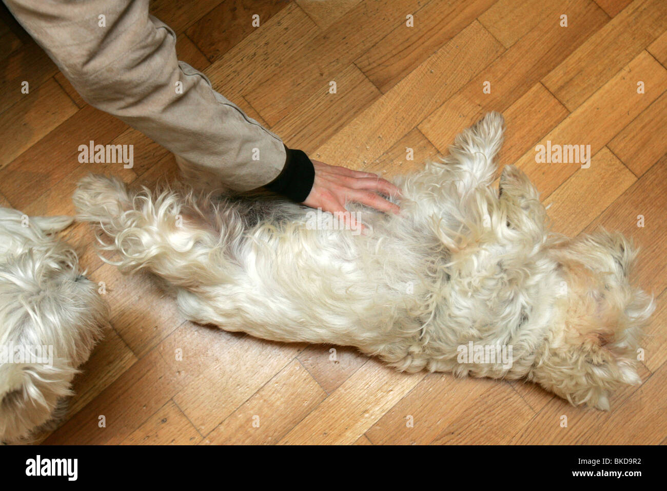 Human stroking dog hi-res stock photography and images - Alamy