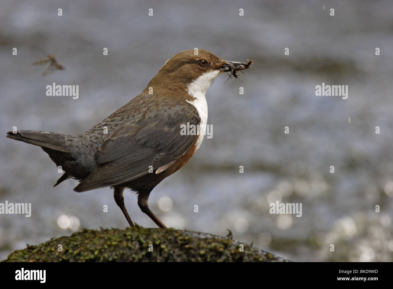 Wasseramsel, Cinclus, European, White, throated, Dipper Stock Photo - Alamy