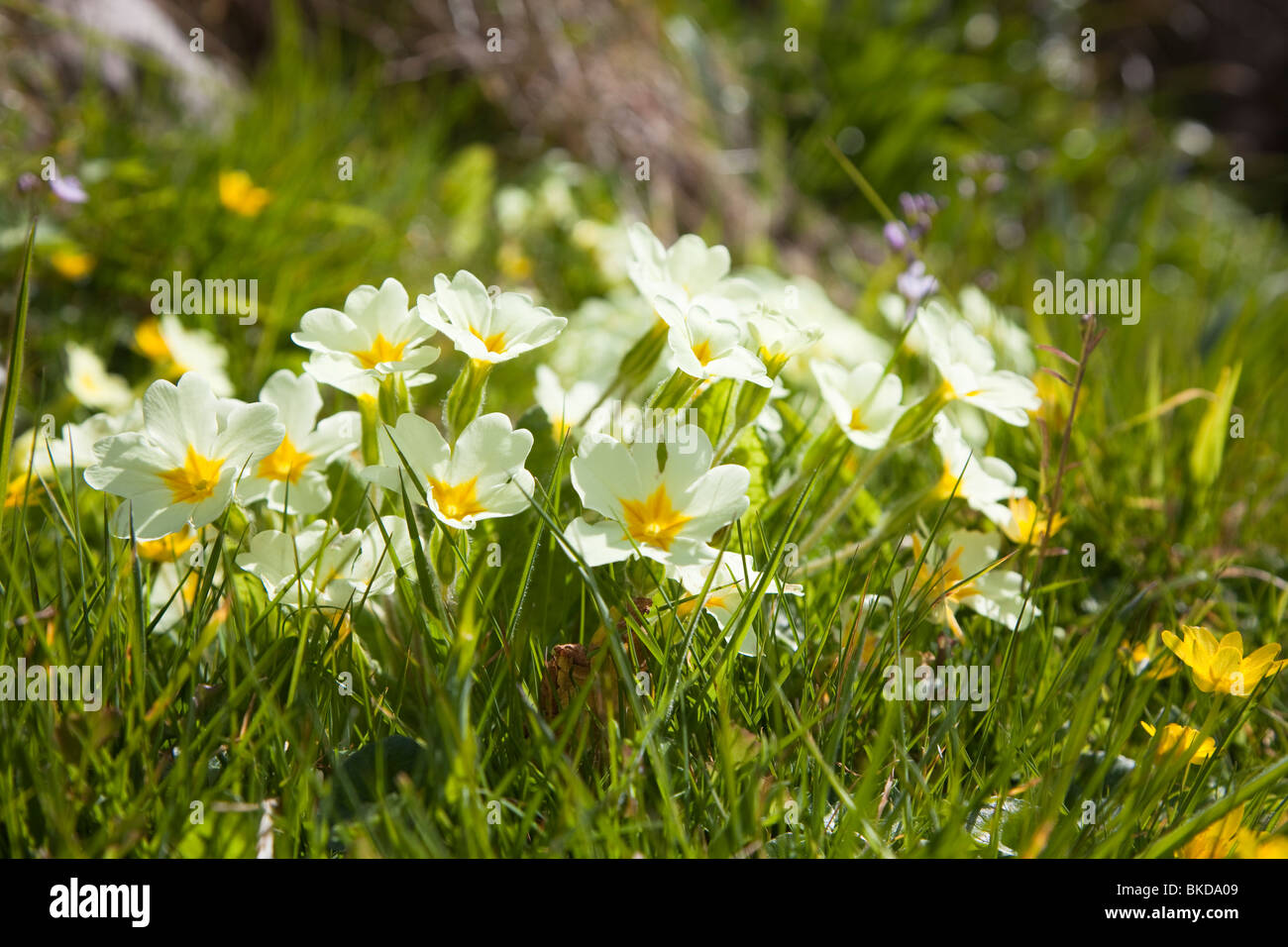 Primroses hi-res stock photography and images - Alamy