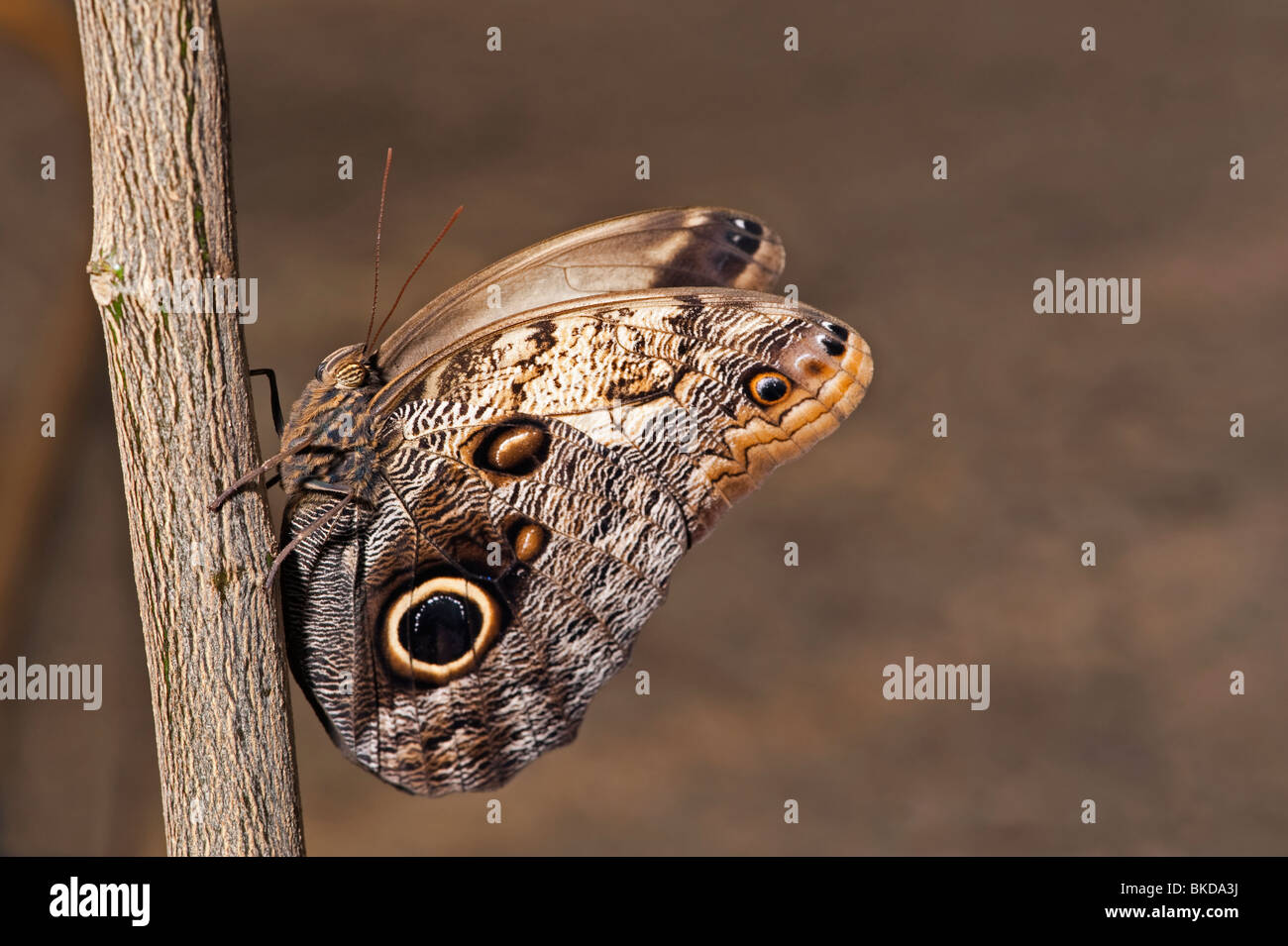 Butterflyworld hi-res stock photography and images - Alamy