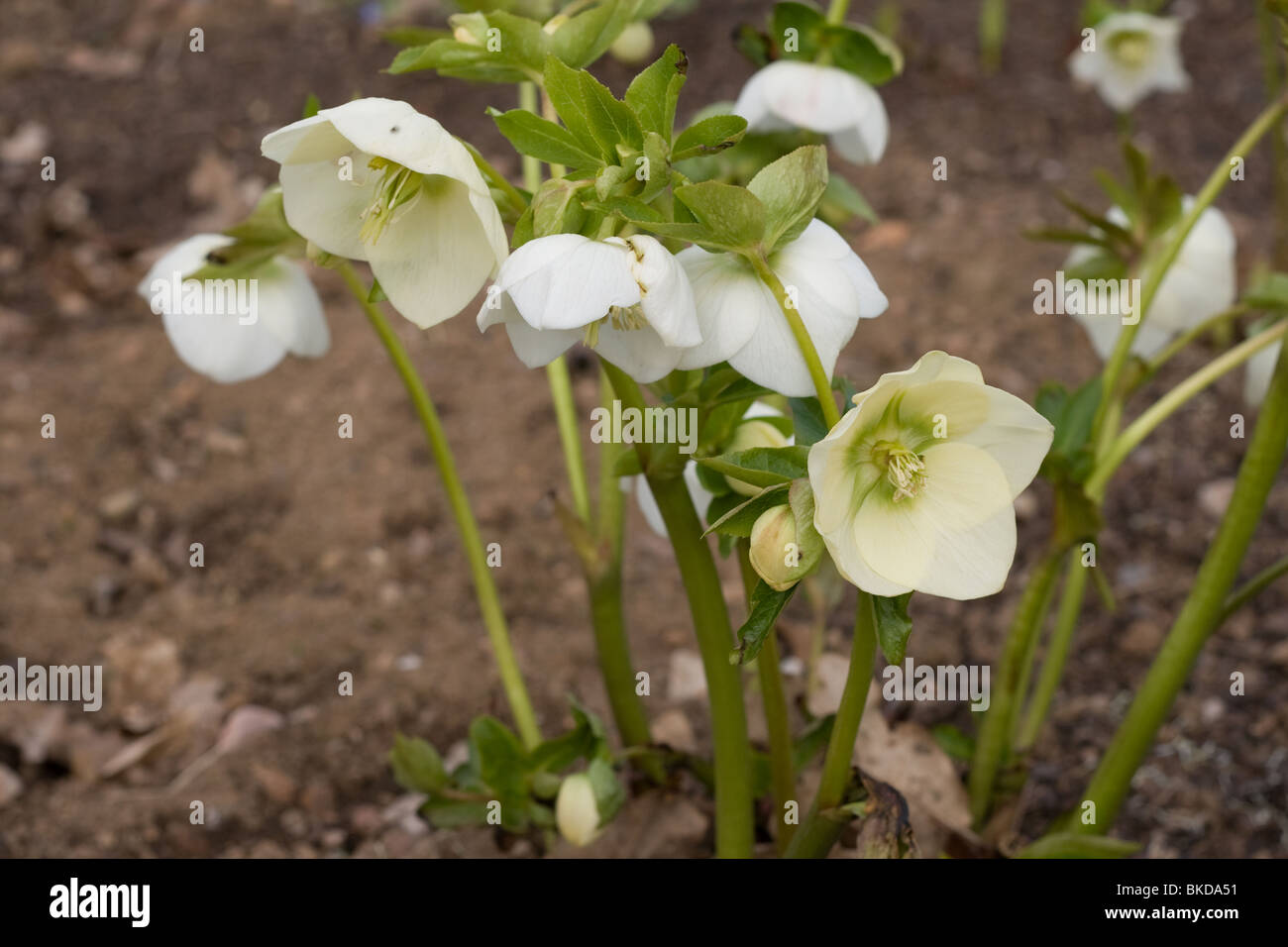 Colchicum speciosum hi-res stock photography and images - Alamy