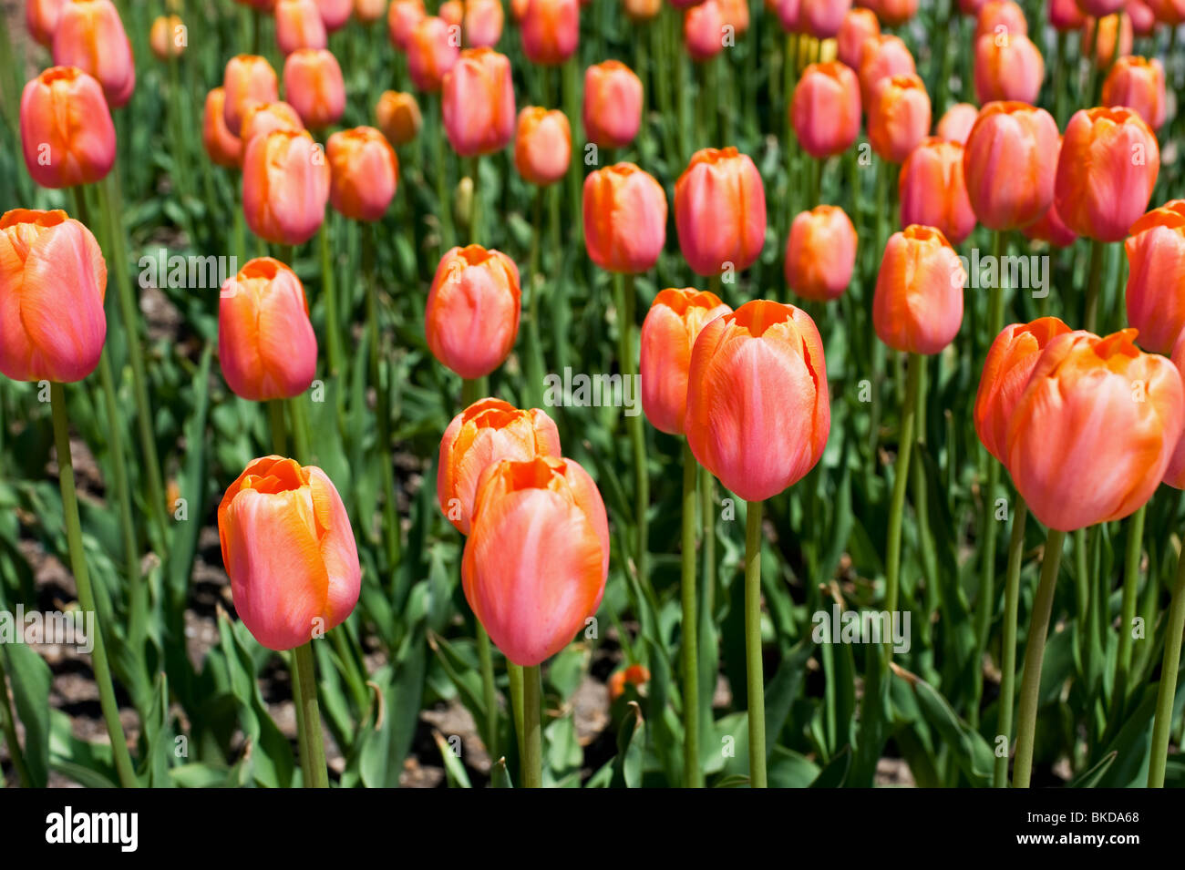 Close up of tulips at the Tulip Time Festival in Holland, Michigan ...