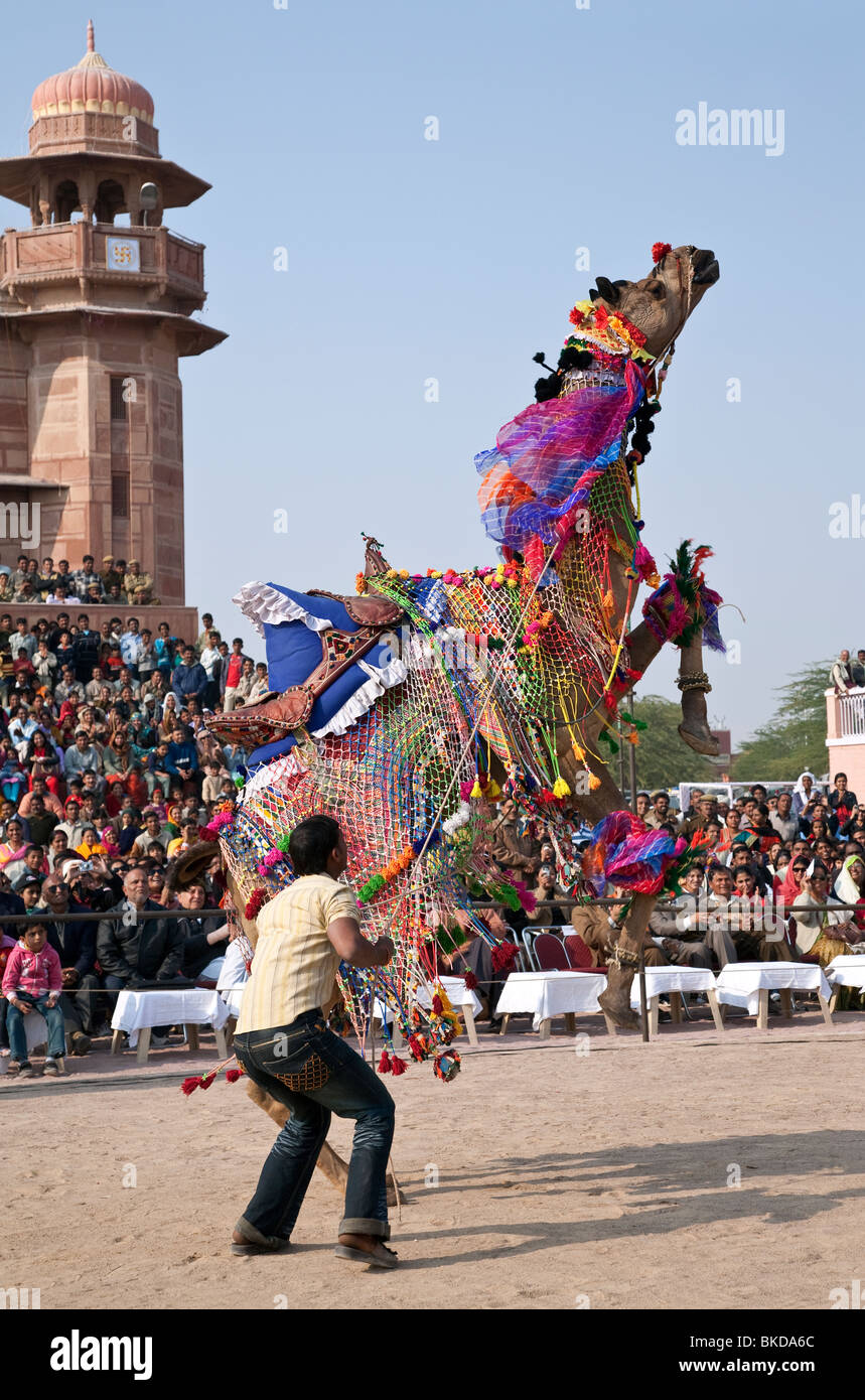 Camel jumping contest hi-res stock photography and images - Alamy