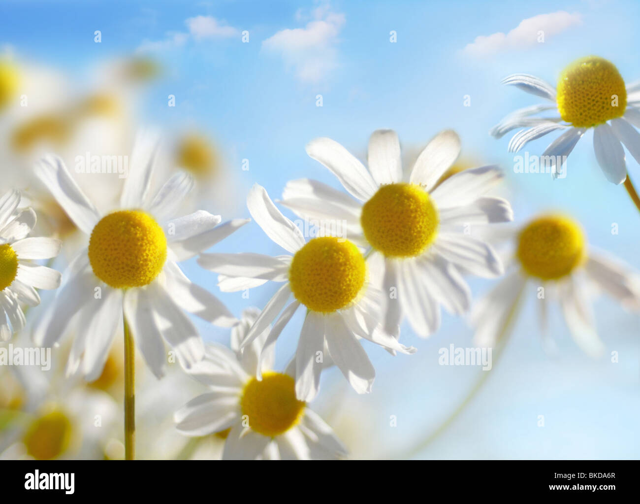 beautiful chamomiles close up Stock Photo - Alamy