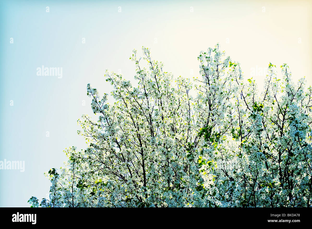 Upward view of a blossoming crabapple tree in spring Stock Photo - Alamy