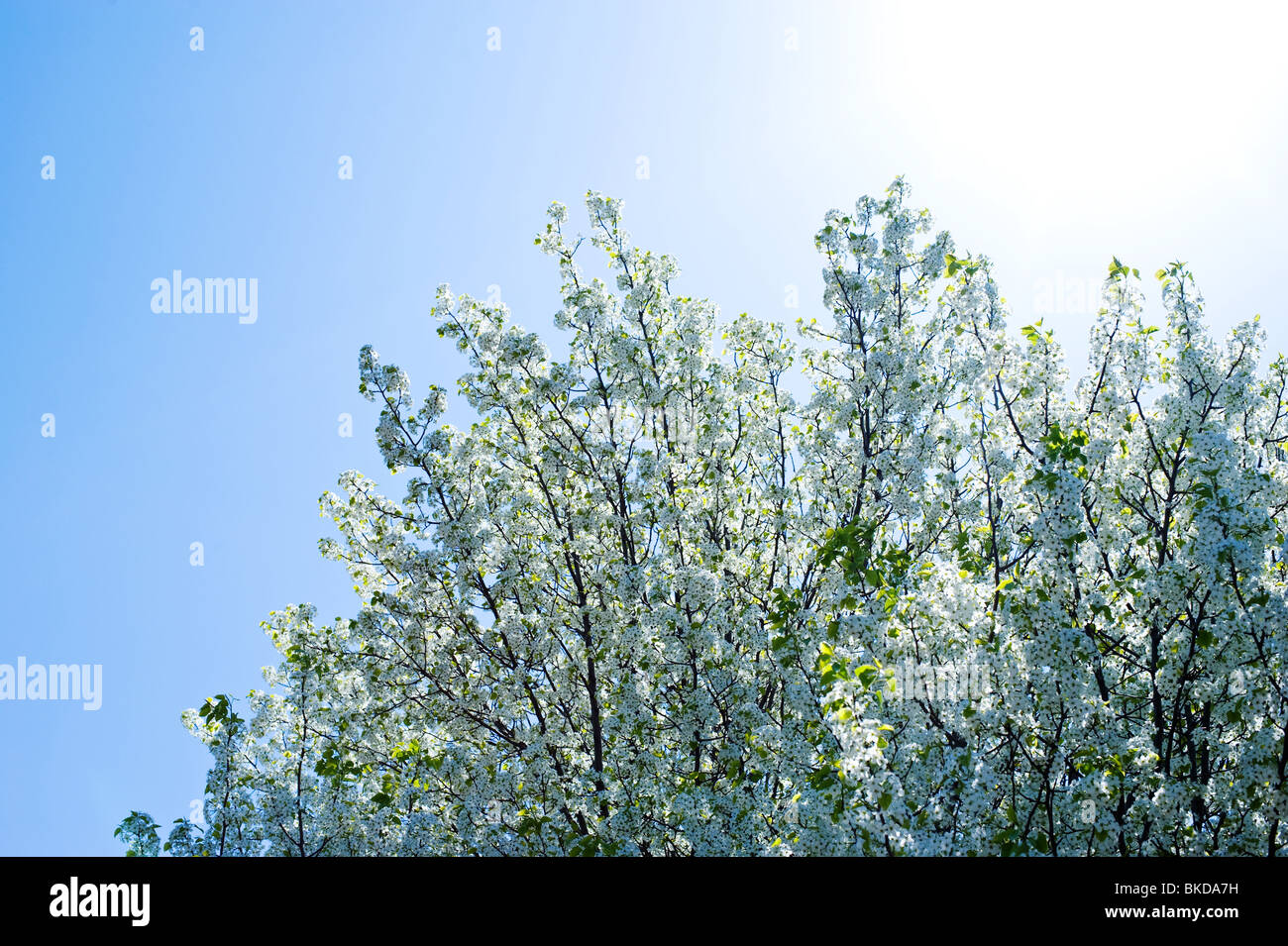 Upward view of a blossoming crabapple tree in spring Stock Photo - Alamy