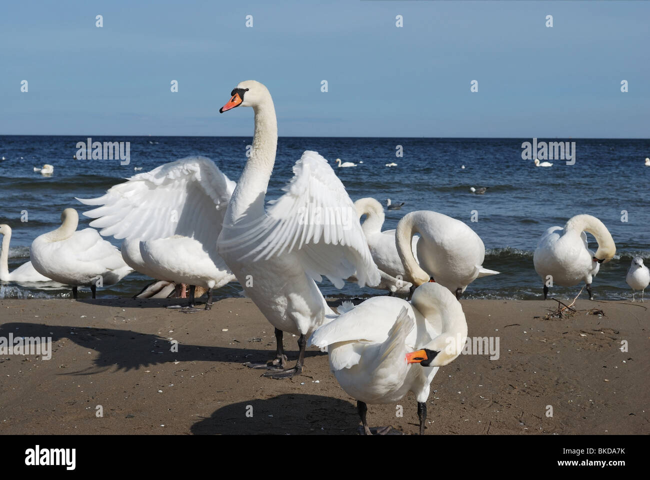 swans of coast Baltic sea Stock Photo - Alamy