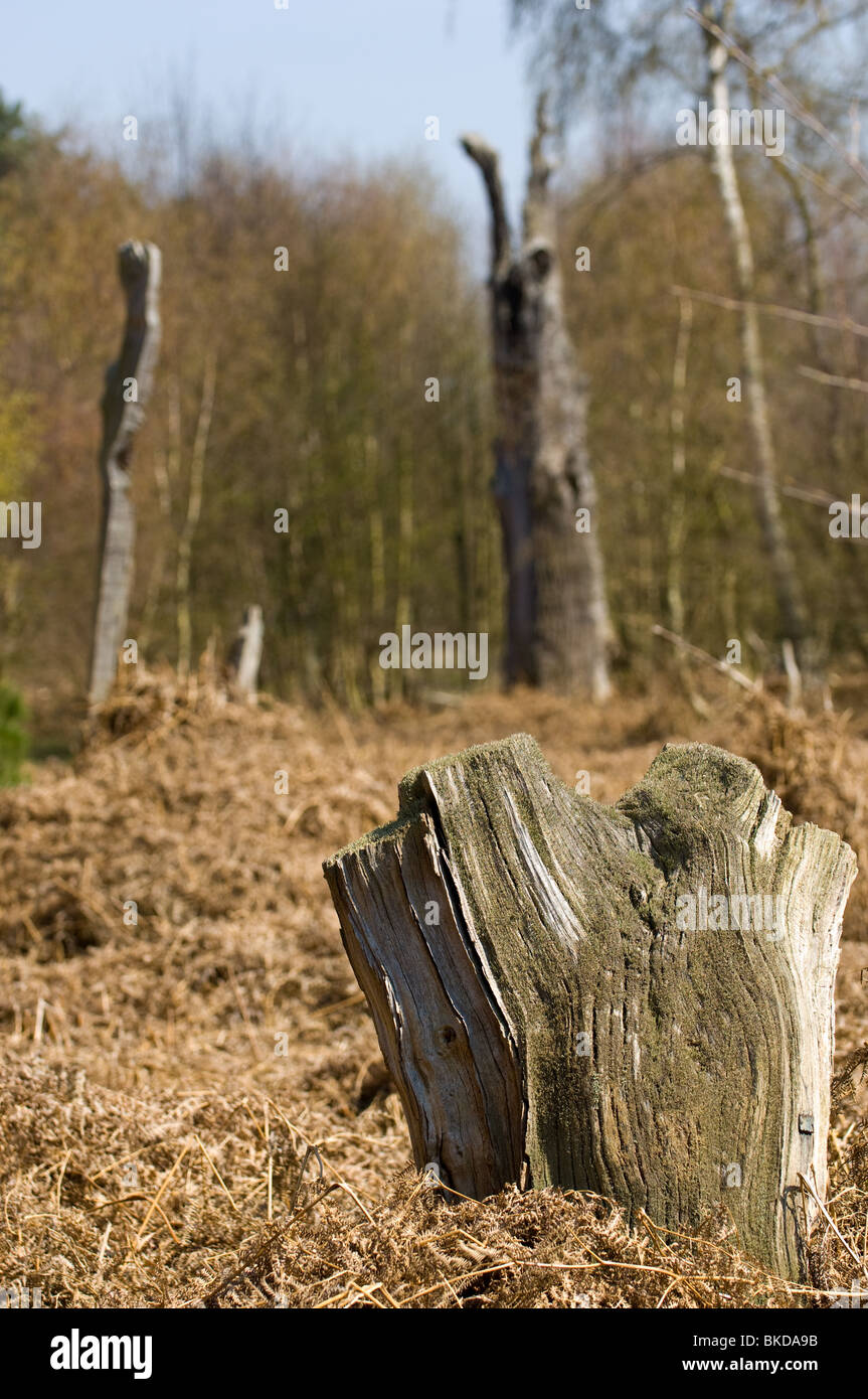 Dead English oak trees standing in Sherwood Forest Stock Photo - Alamy