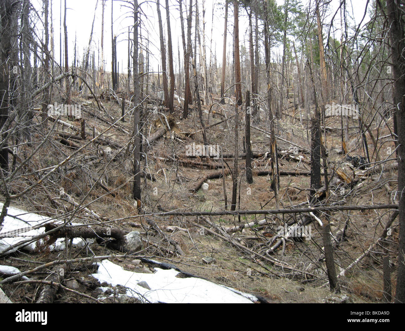 Winter storms downed trees in an area that was compromised by the Aspen ...