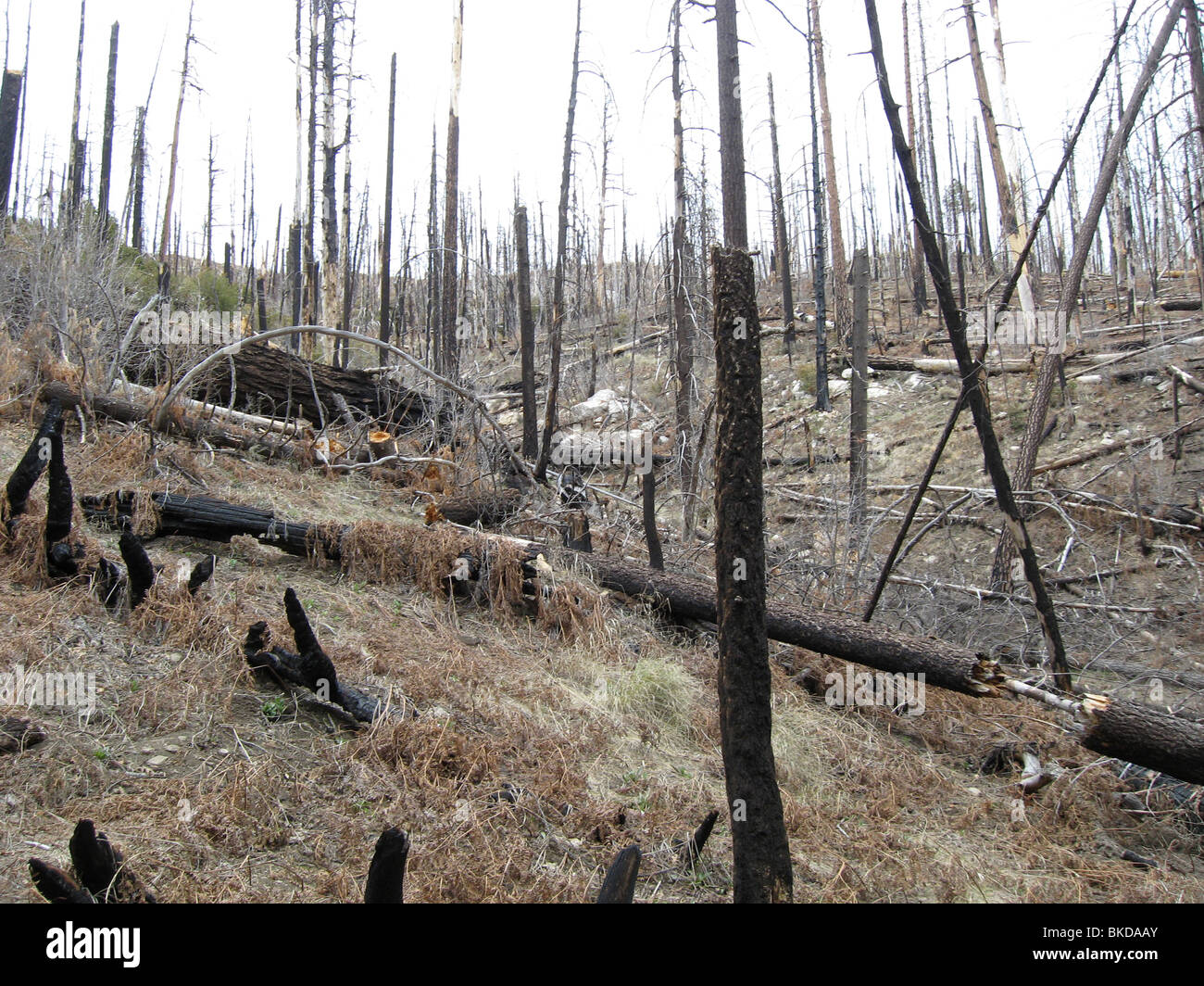 Winter storms downed trees in an area that was compromised by the Aspen ...