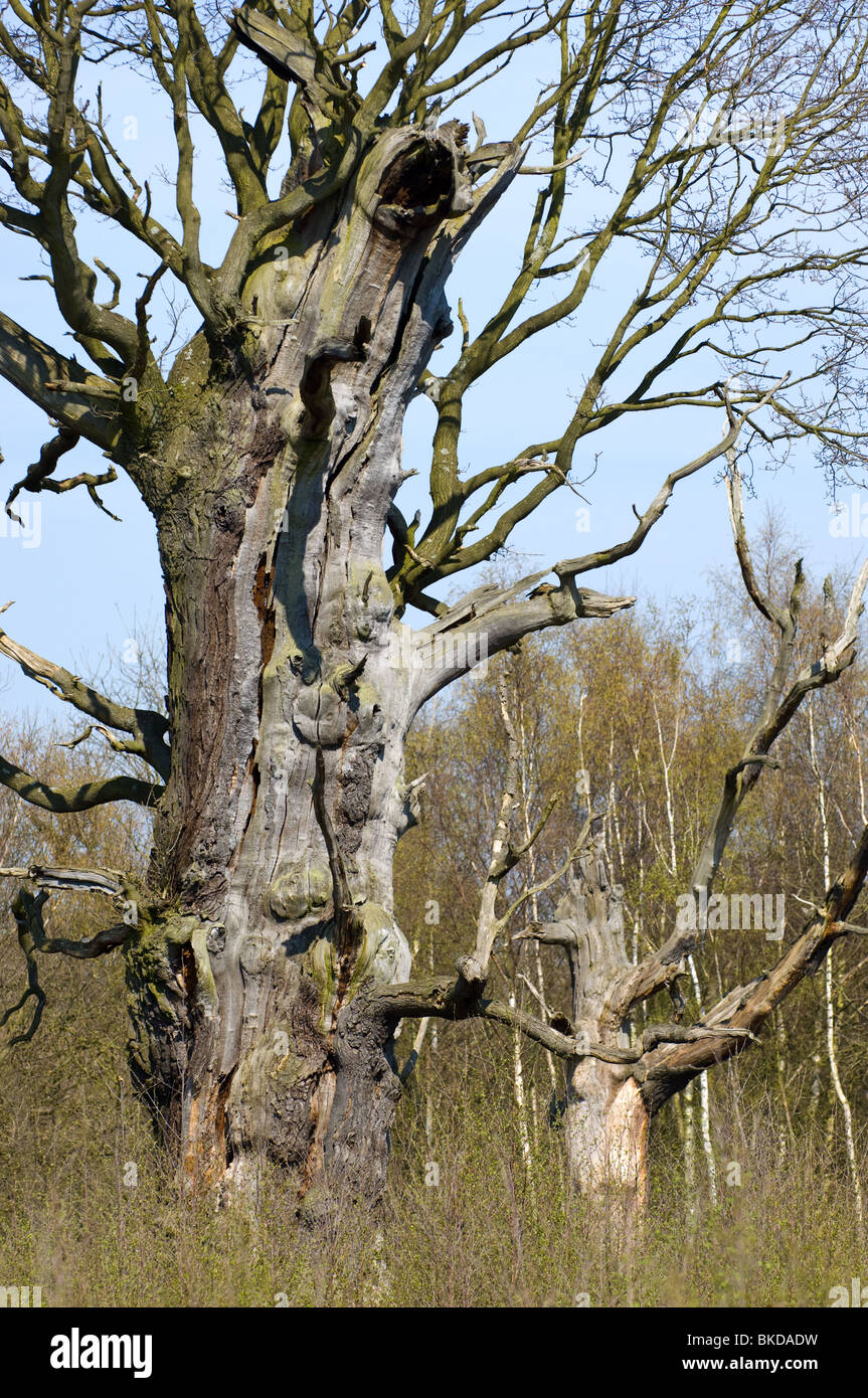Dead English oak trees standing in Sherwood Forest Stock Photo - Alamy