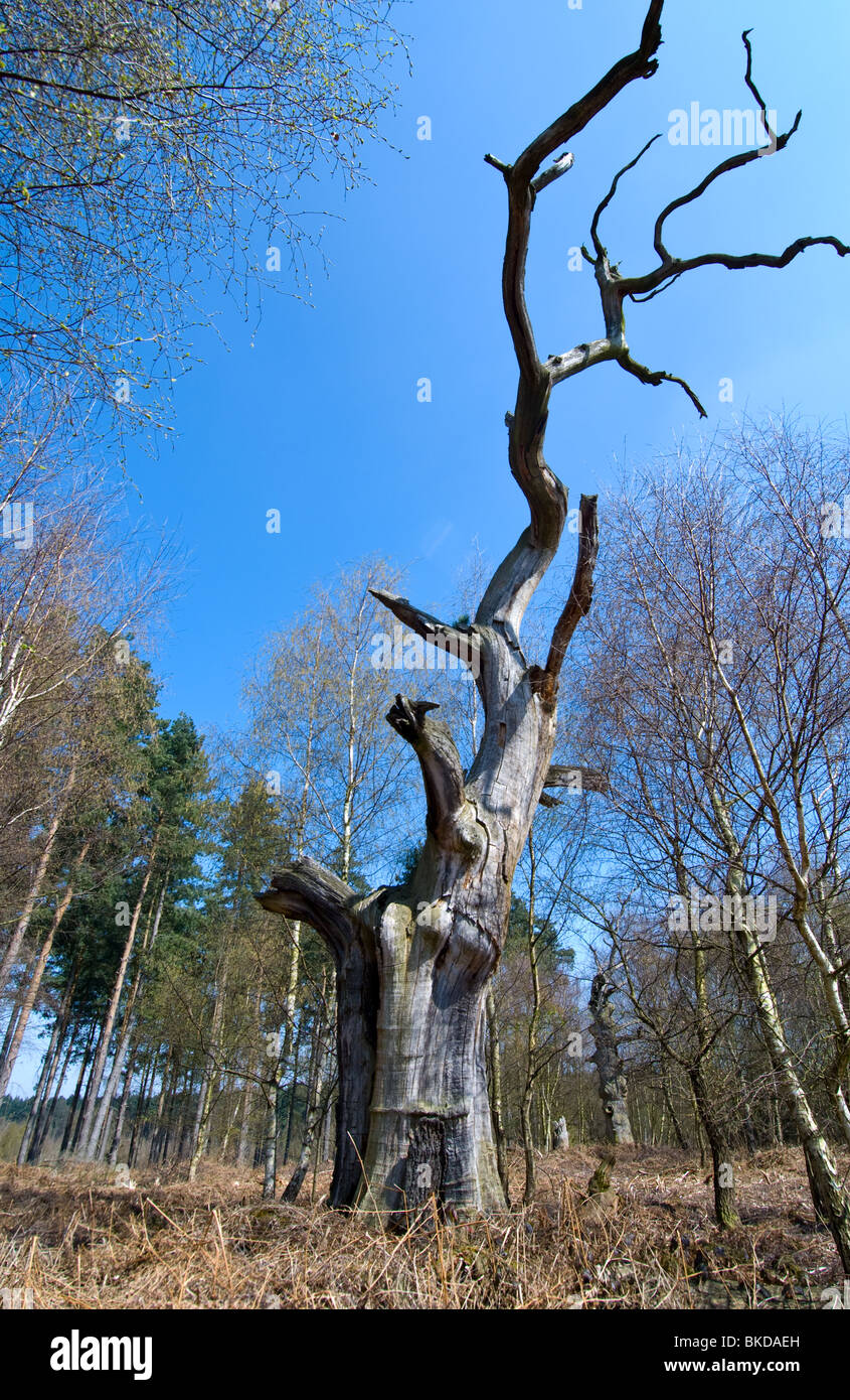 Dead English oak trees standing in Sherwood Forest Stock Photo - Alamy