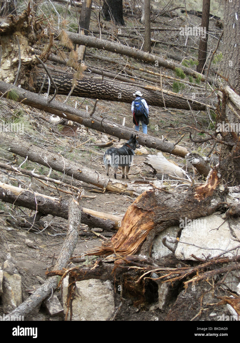Winter storms downed trees in an area that was compromised by the Aspen ...