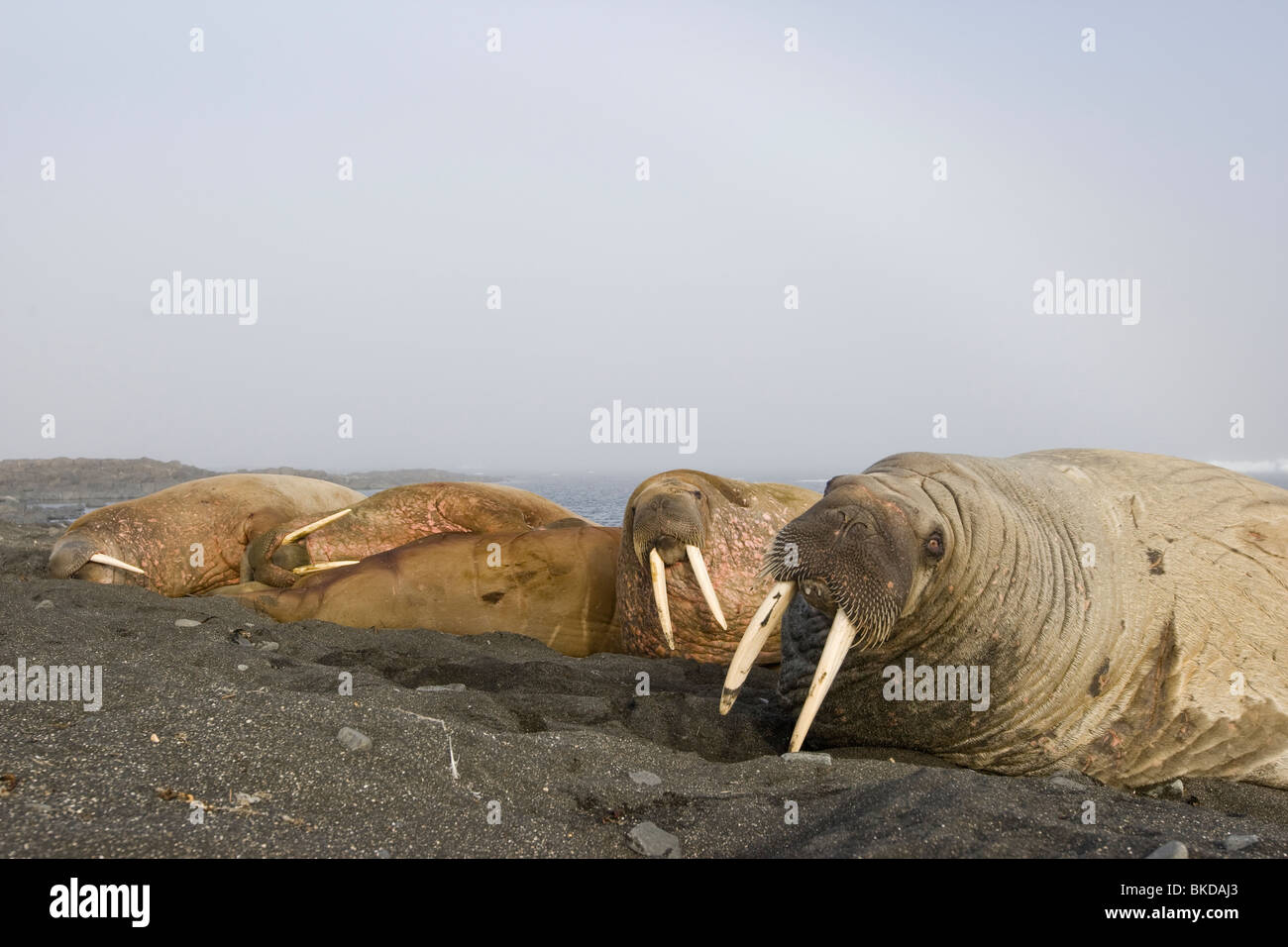 Norway, Svalbard, Tiholmane Islands, Walrus (Odobenus rosmarus) resting ...