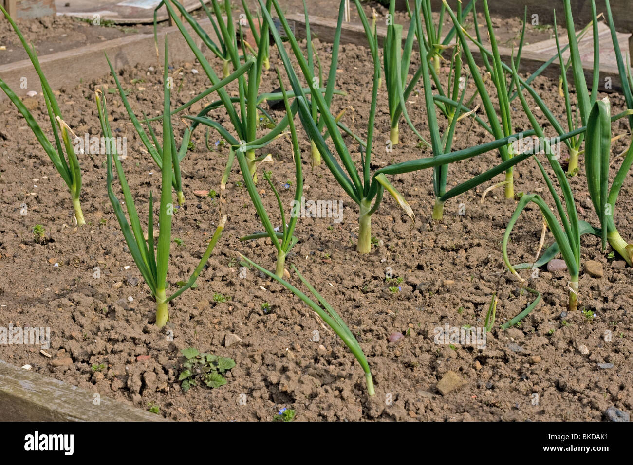 Planting onions winter hi-res stock photography and images - Alamy