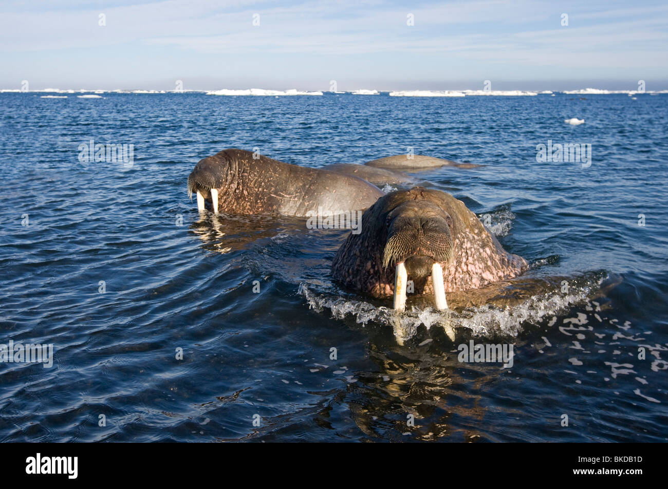 Norway, Svalbard, Tiholmane Islands, Walrus (Odobenus rosmarus ...