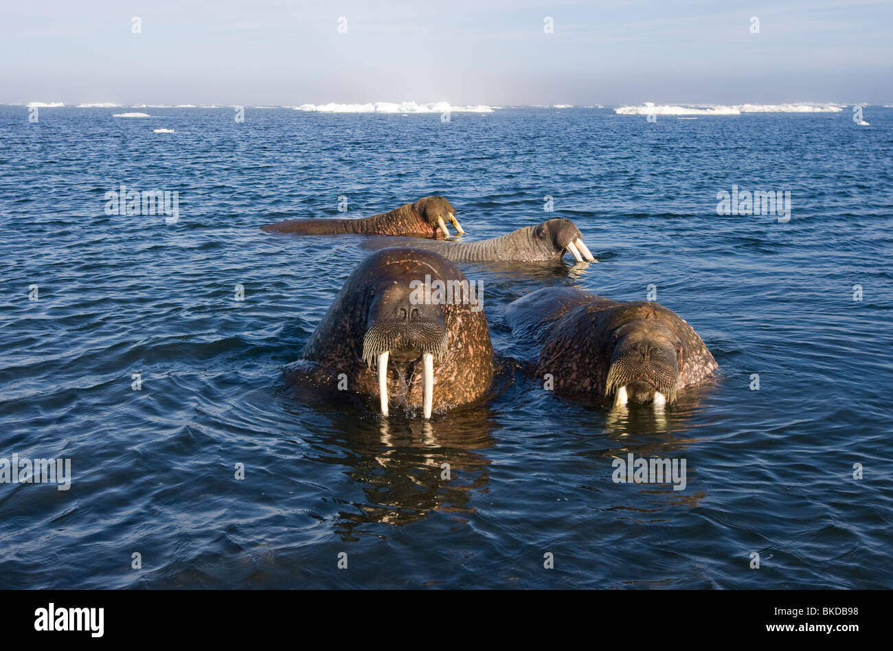 Norway, Svalbard, Tiholmane Islands, Group of Walrus (Odobenus rosmarus ...