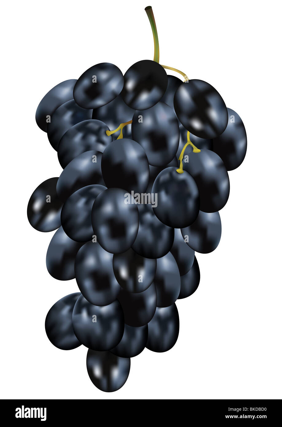 Realistic illustration of black grapes Stock Photo - Alamy