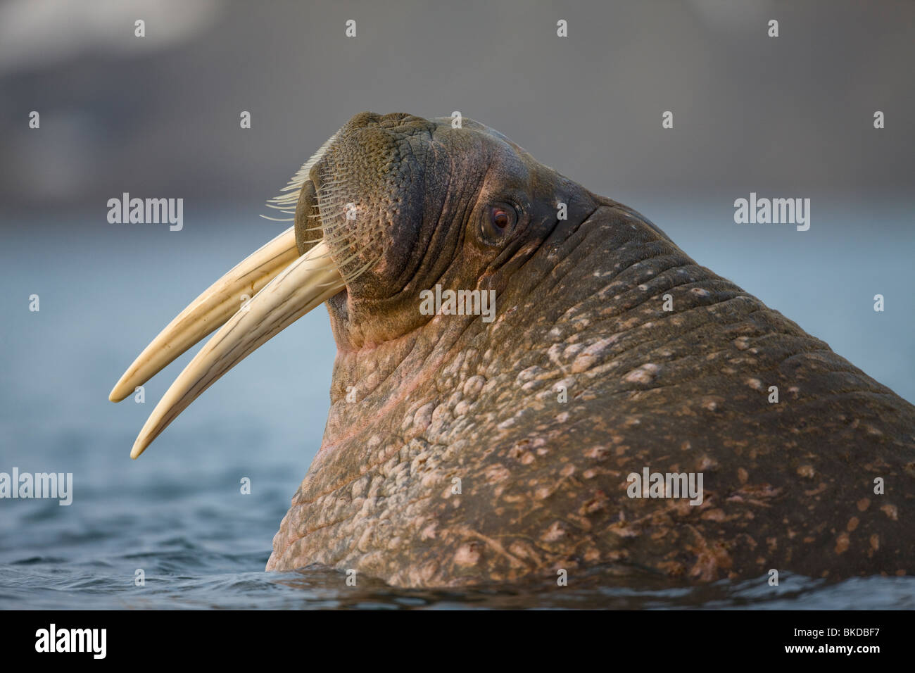 Norway, Svalbard, Edgeoya Island, Walrus (Odobenus rosmarus) swimming ...