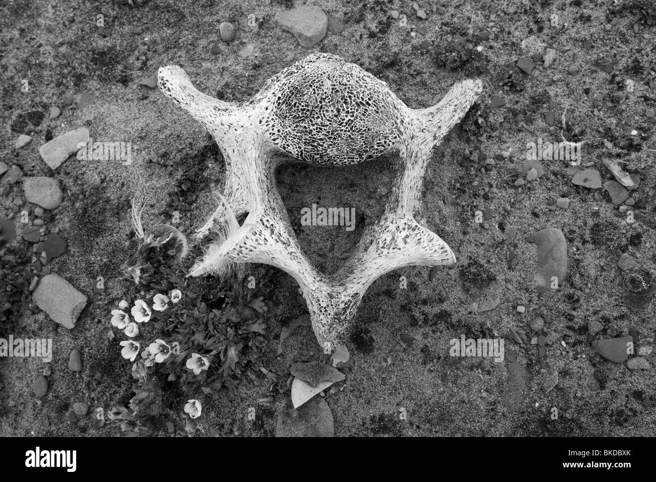 Norway Svalbard Delischoya Island 300-year-old Walrus bone (Odobenus ...