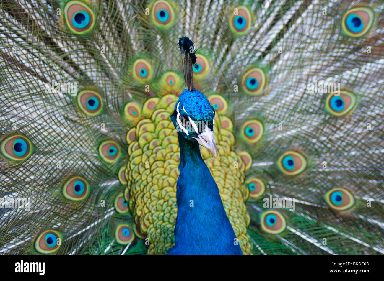 Strutting peacock hi-res stock photography and images - Alamy