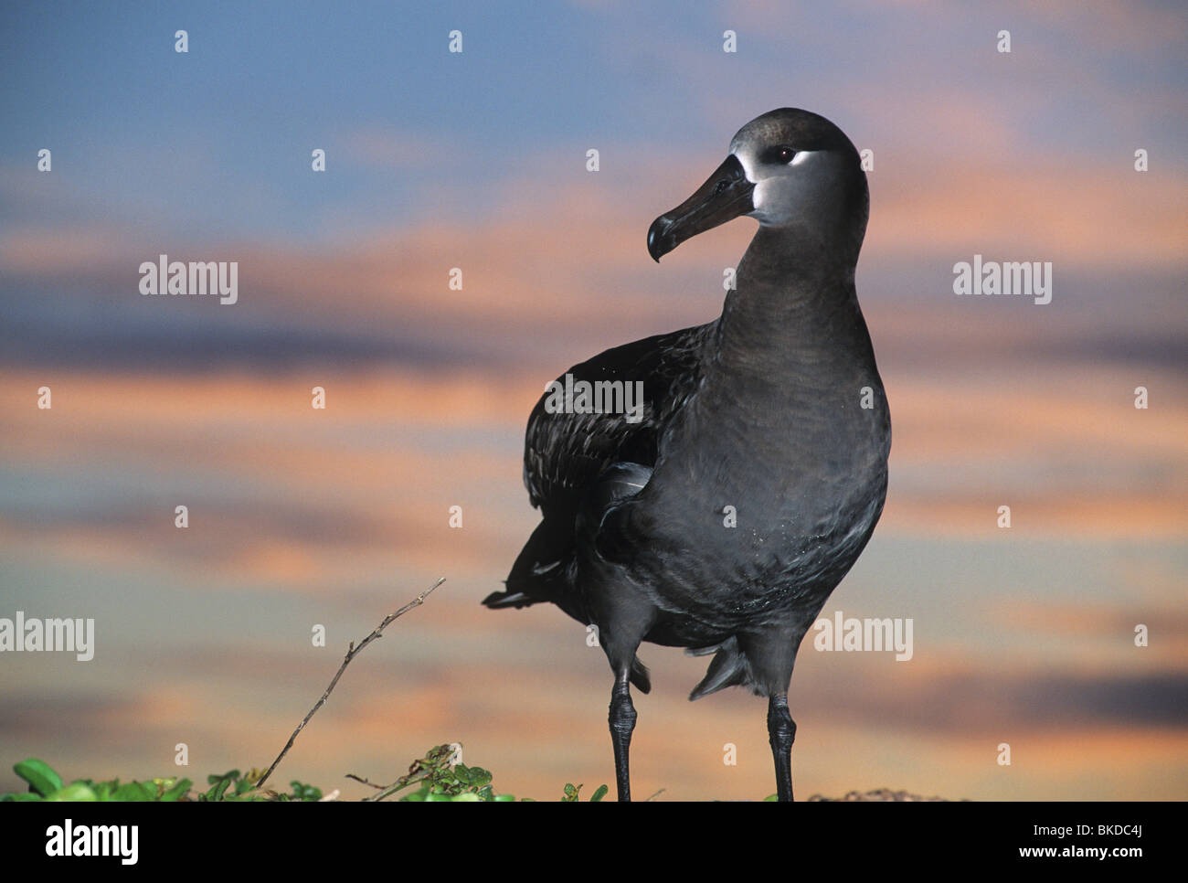 Midway atoll hi-res stock photography and images - Alamy