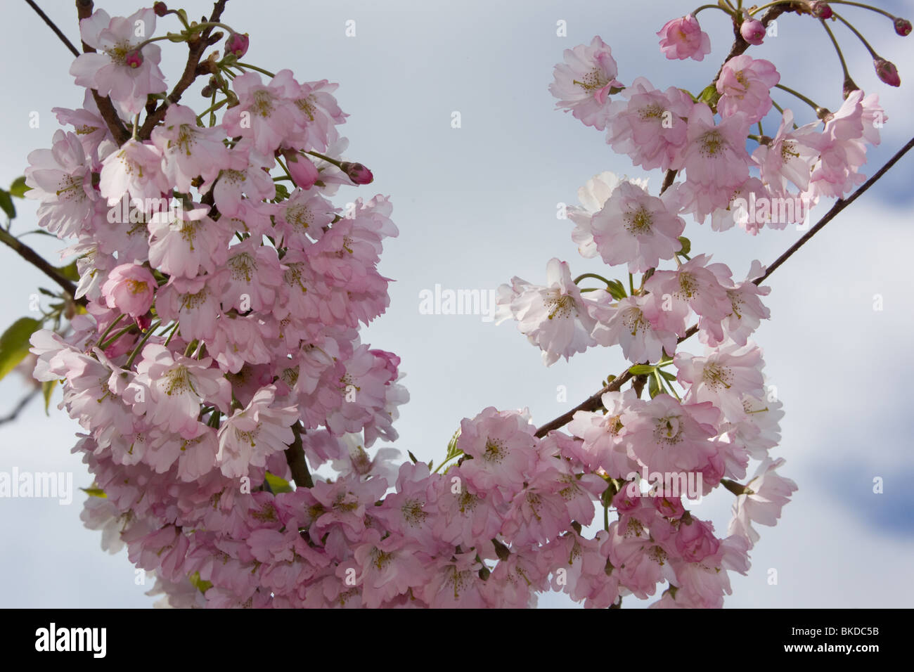 Branch of a Cheery tree in blossom Stock Photo - Alamy