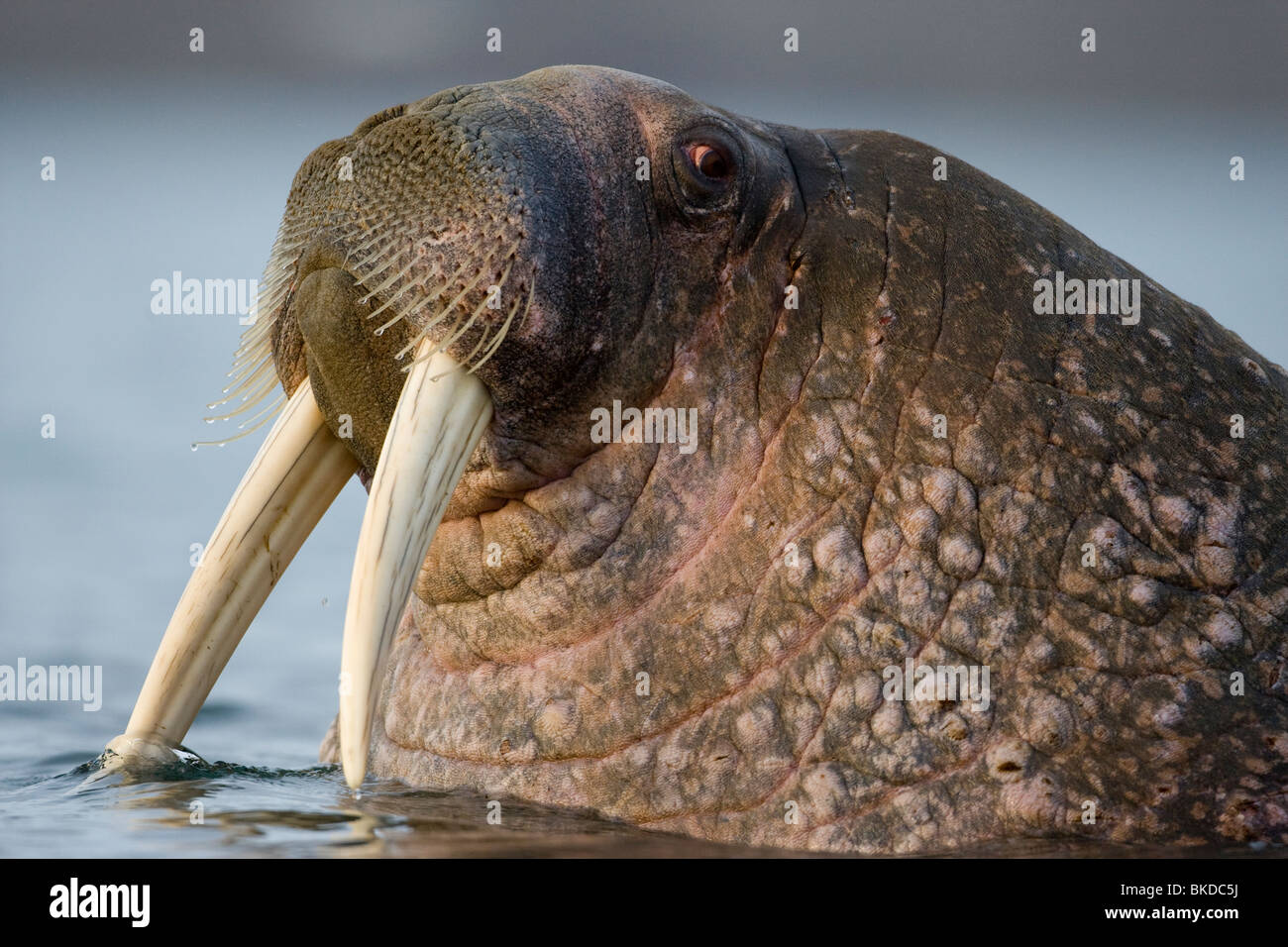 Norway, Svalbard, Edgeoya Island, Walrus (Odobenus rosmarus) swimming ...
