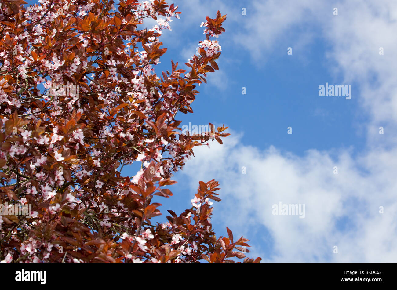 A Prunus tree in blosswom in spring Stock Photo - Alamy