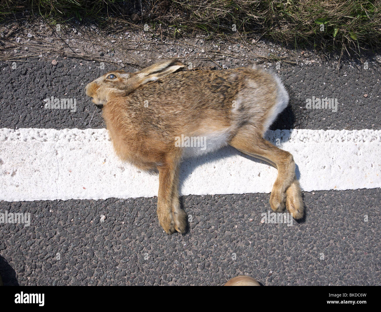 Dead mountain Hare (Lepus Timidus) due to roadkill.Peak District ...