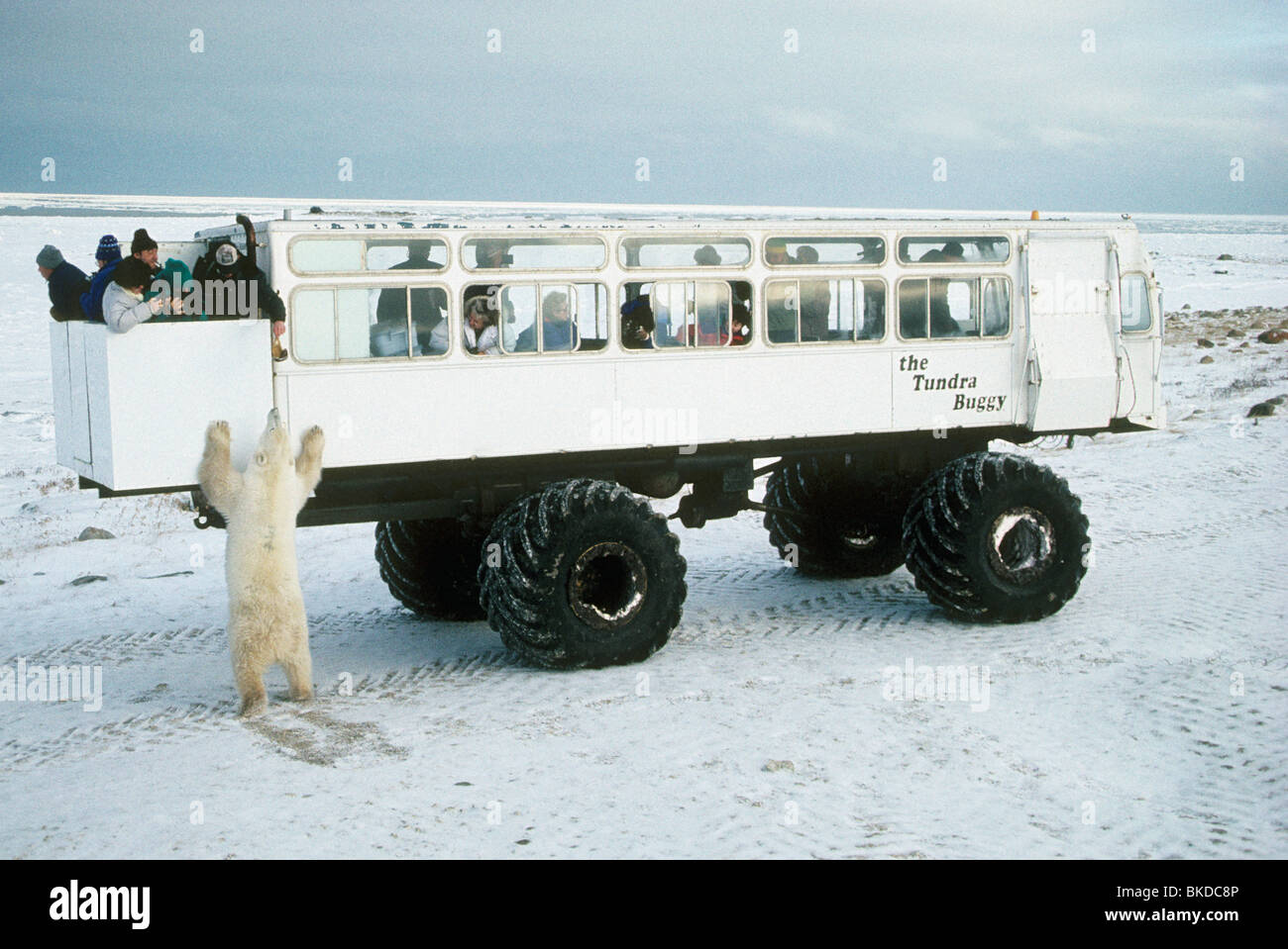 Polar Bear, (Ursus maritimus), attracted to tundra buggy, Churchill ...