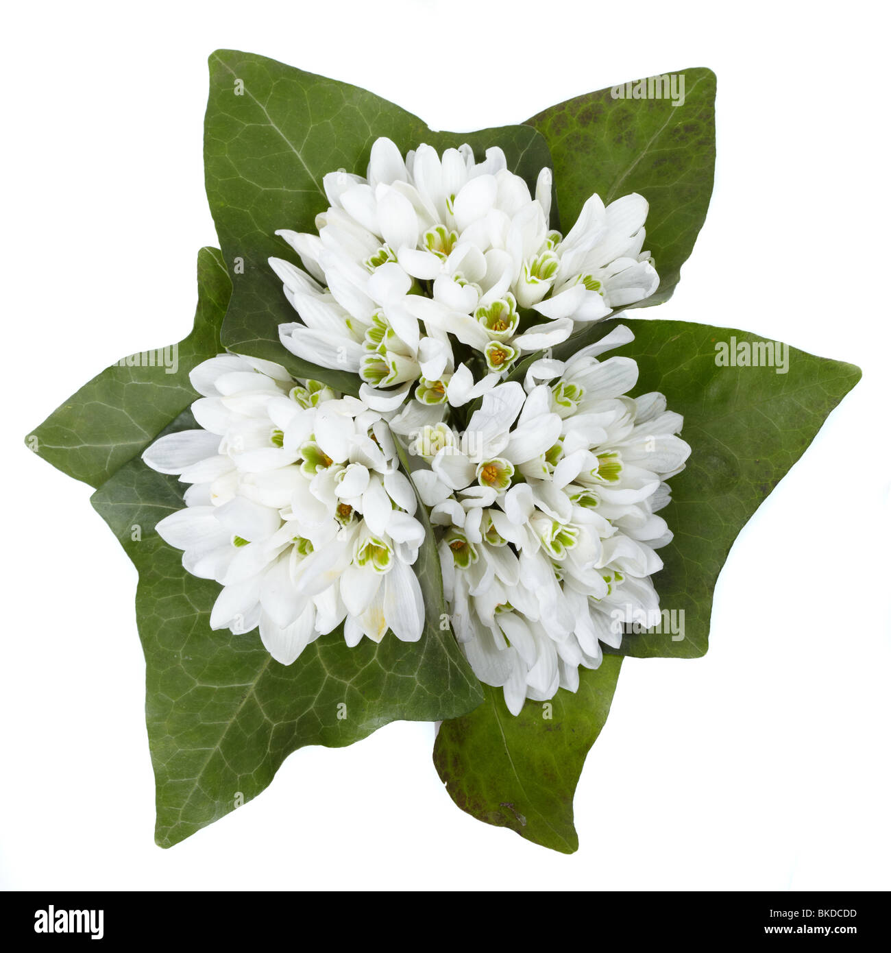 Snowdrop plant Cut Out Stock Images & Pictures - Alamy