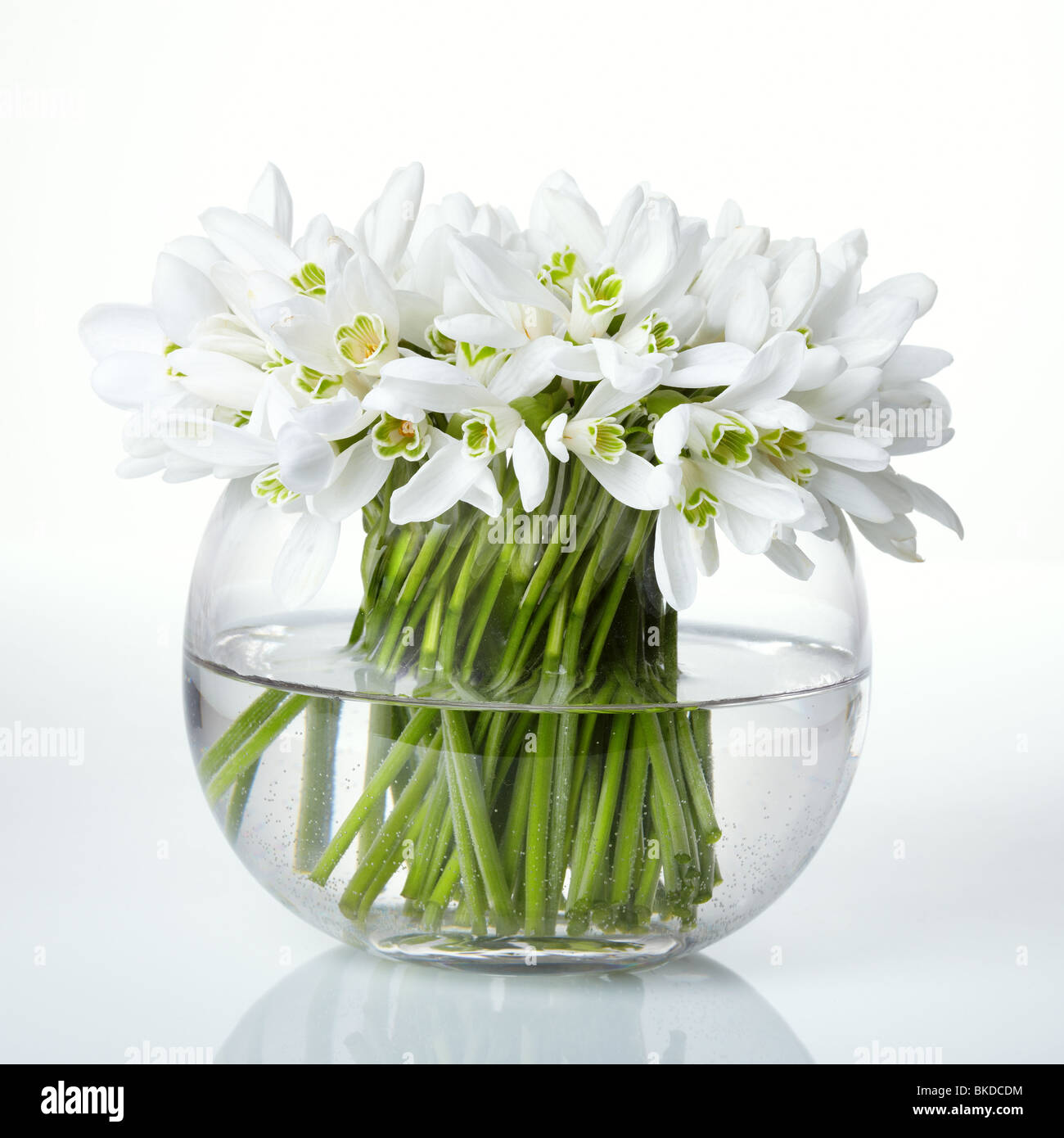 Snowdrops glass hi-res stock photography and images - Alamy