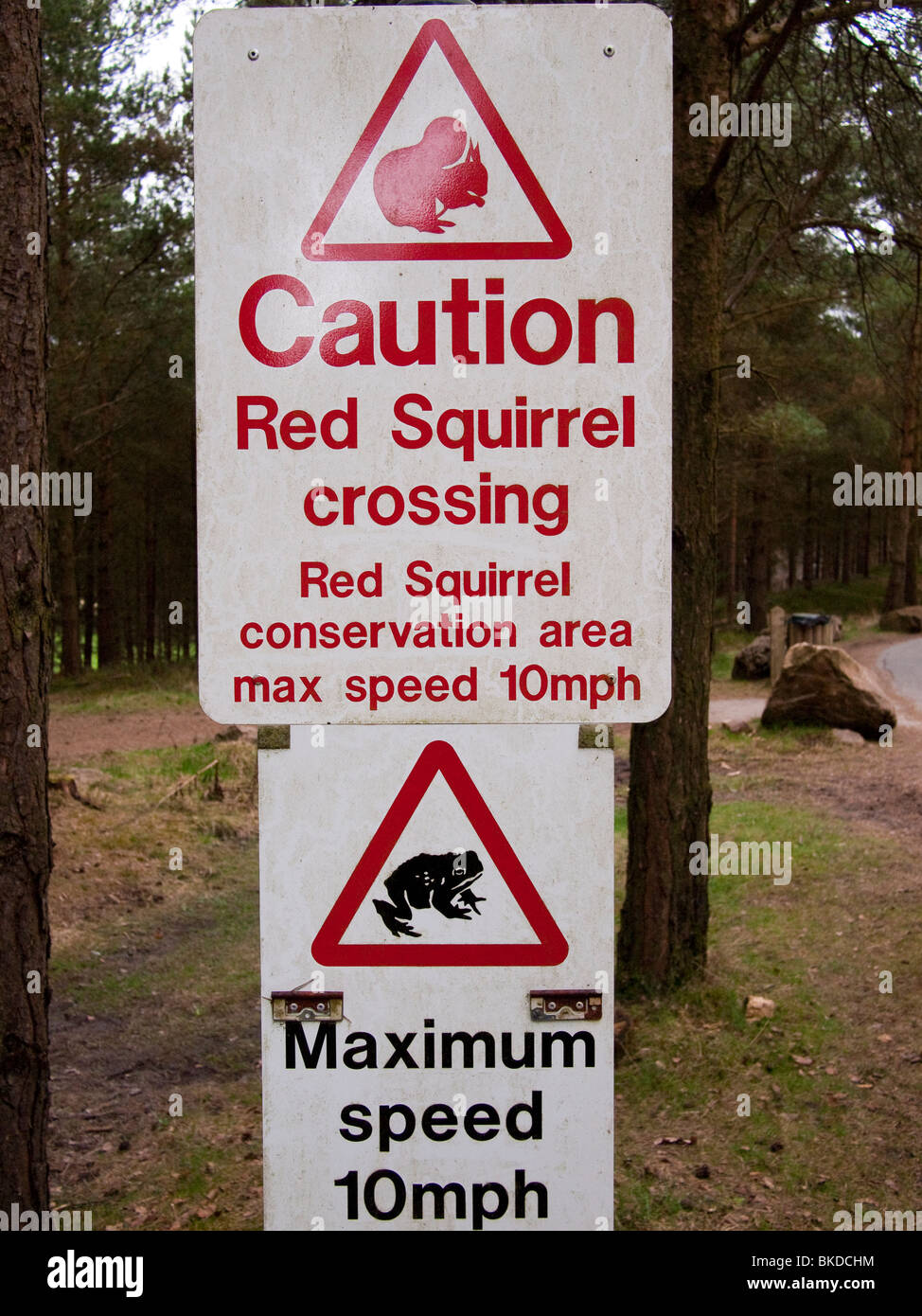 Red Squirrel Crossing Sign Stock Photo - Alamy