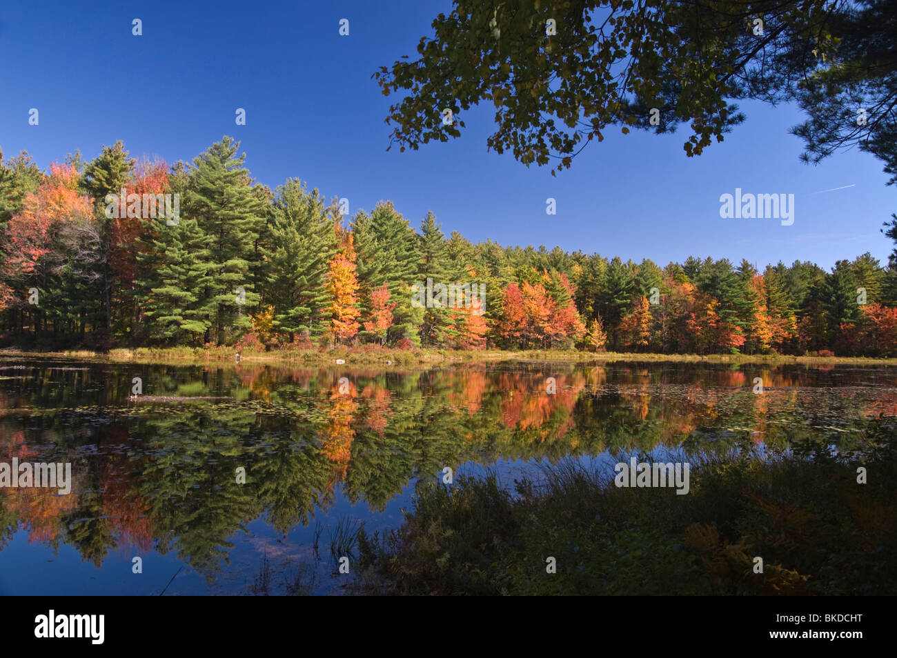 Wendell forest hi-res stock photography and images - Alamy
