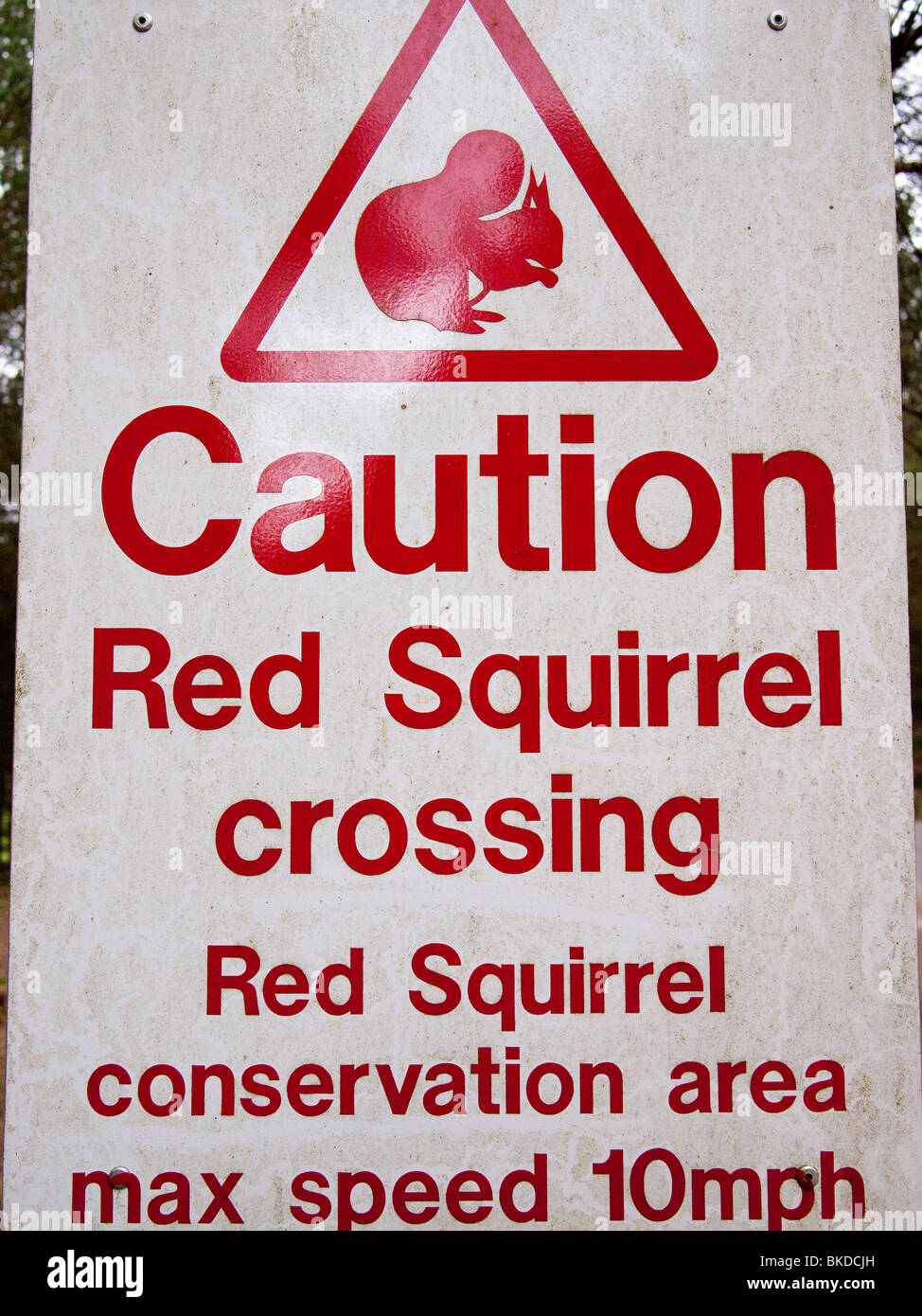 Red Squirrel Crossing Sign Stock Photo - Alamy