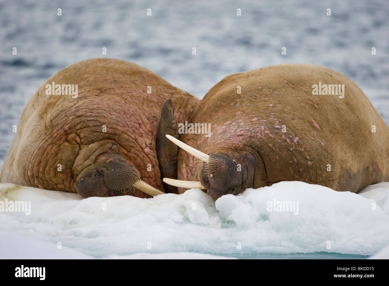 Walrus sleeping iceberg hi-res stock photography and images - Alamy