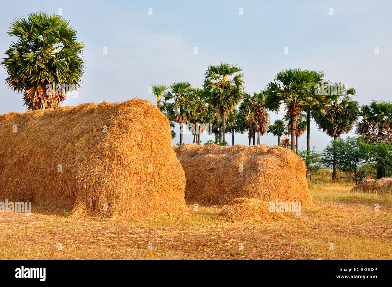 Rice Hay Stack Stock Photo - Alamy