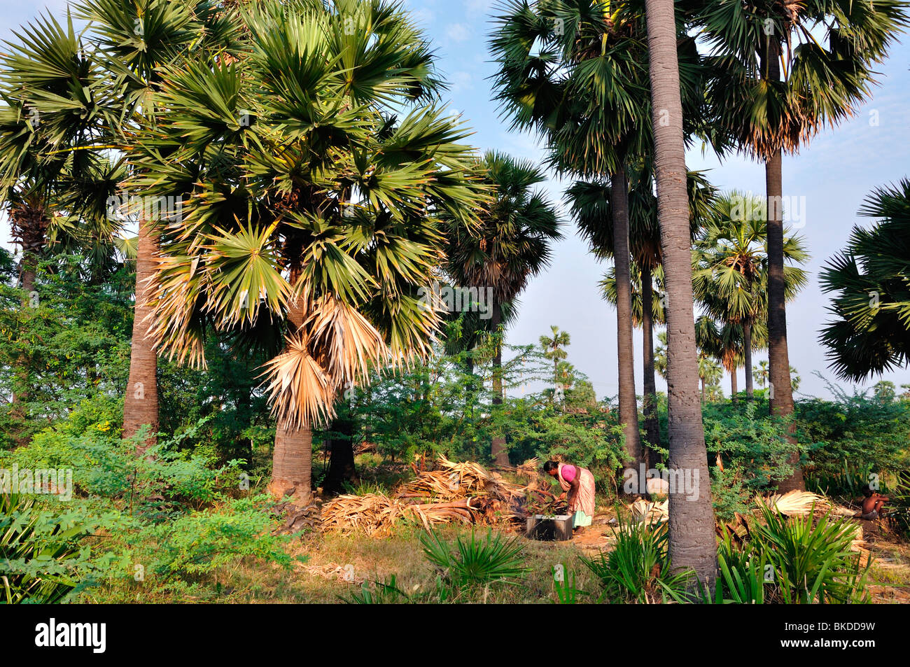 Palmyra tree india hi-res stock photography and images - Alamy