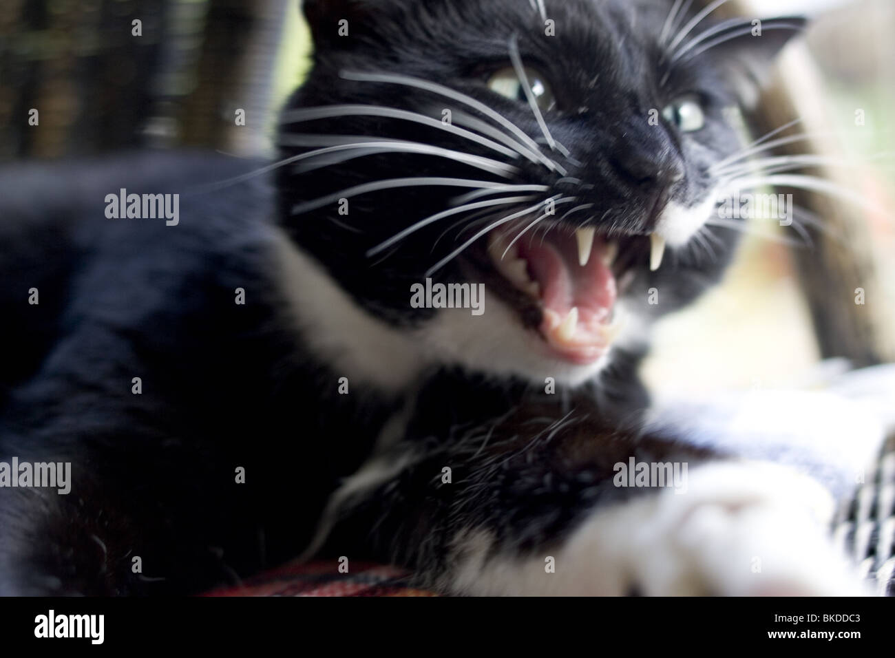 Angry Cat Domestic High Resolution Stock Photography and Images - Alamy